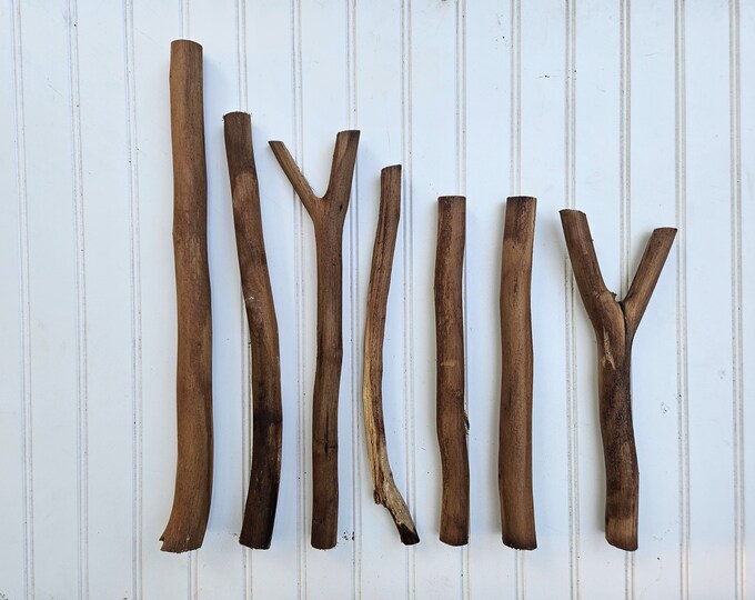 Heartwood of a Tulip Poplar Tree / Set of Seven / 11.25"-17.5" Long ...