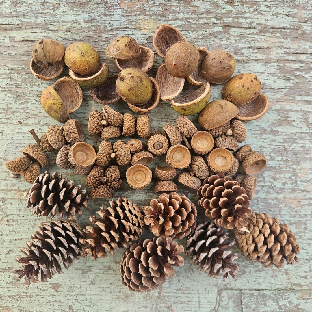 Natures Mix of Pinecone/hickory Husks/acorn Tops / Crafting / Decor ...
