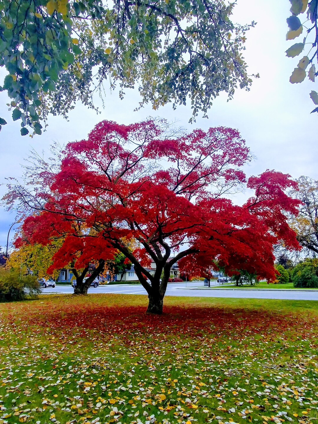 Red Tree - Canvas Wall Art Picture Original Art Photography Home Decor ...