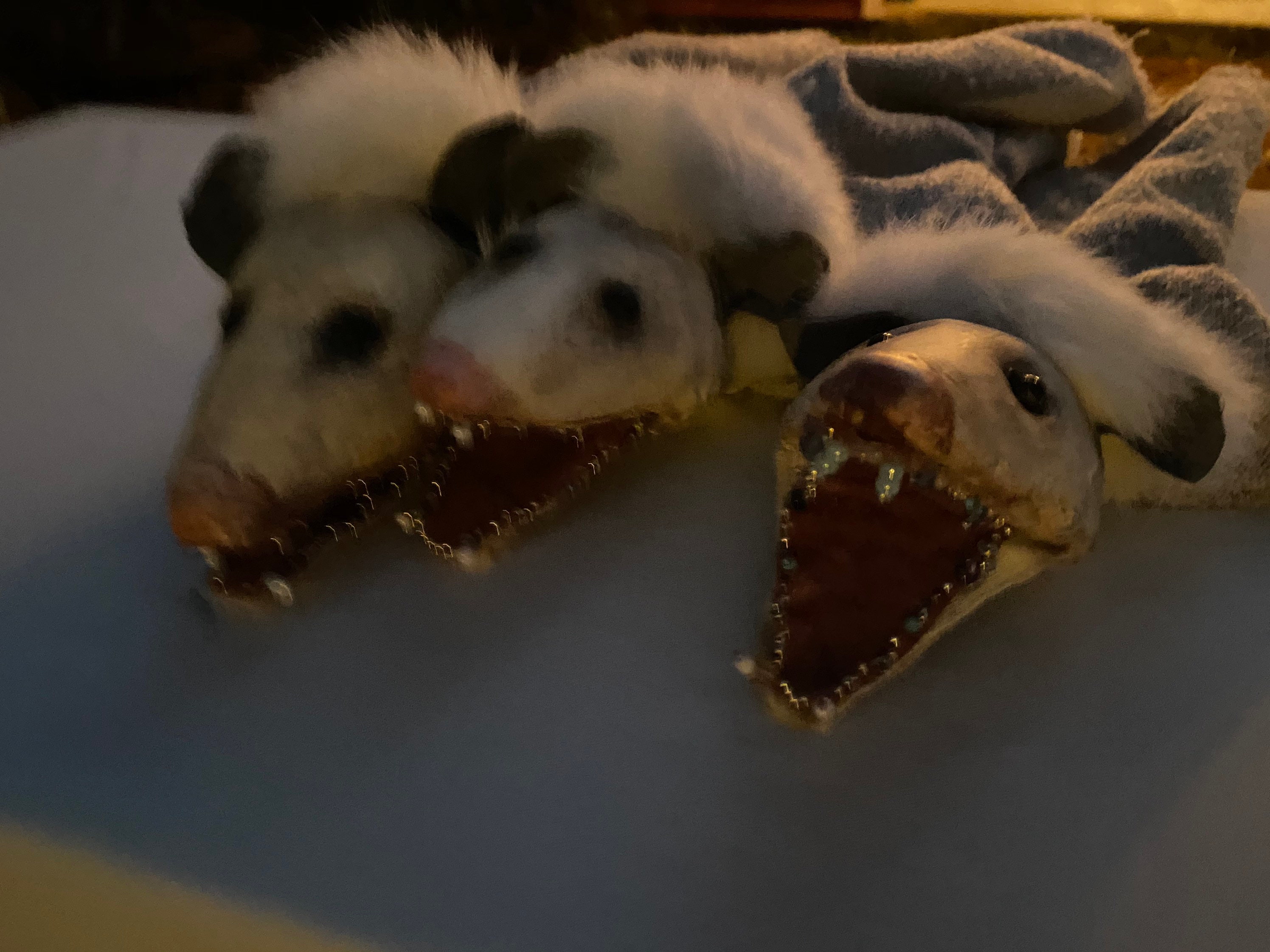 Possum Puppet - Etsy