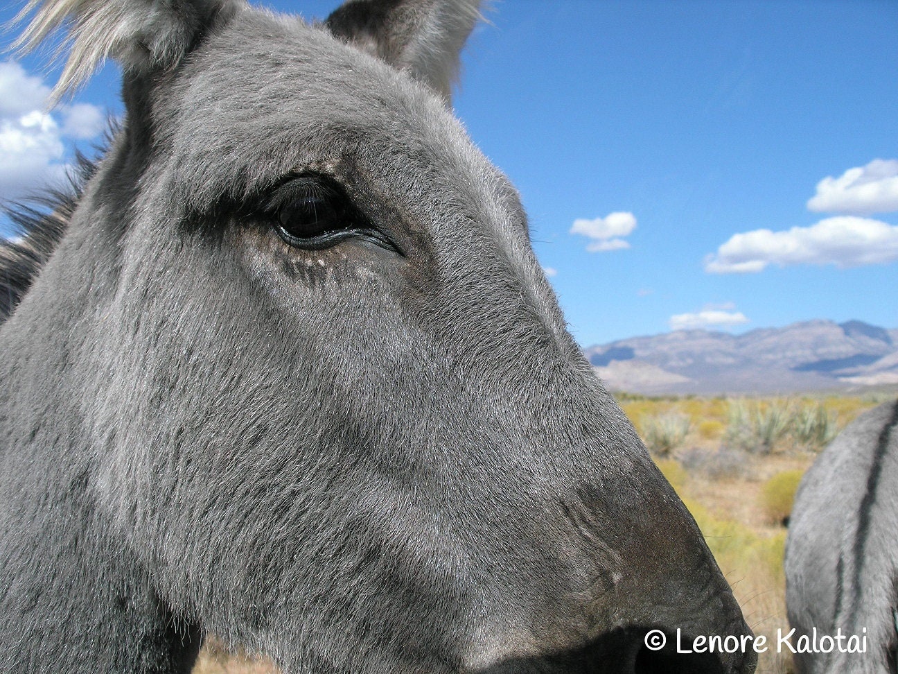 Burro Face Matted Photo - Etsy