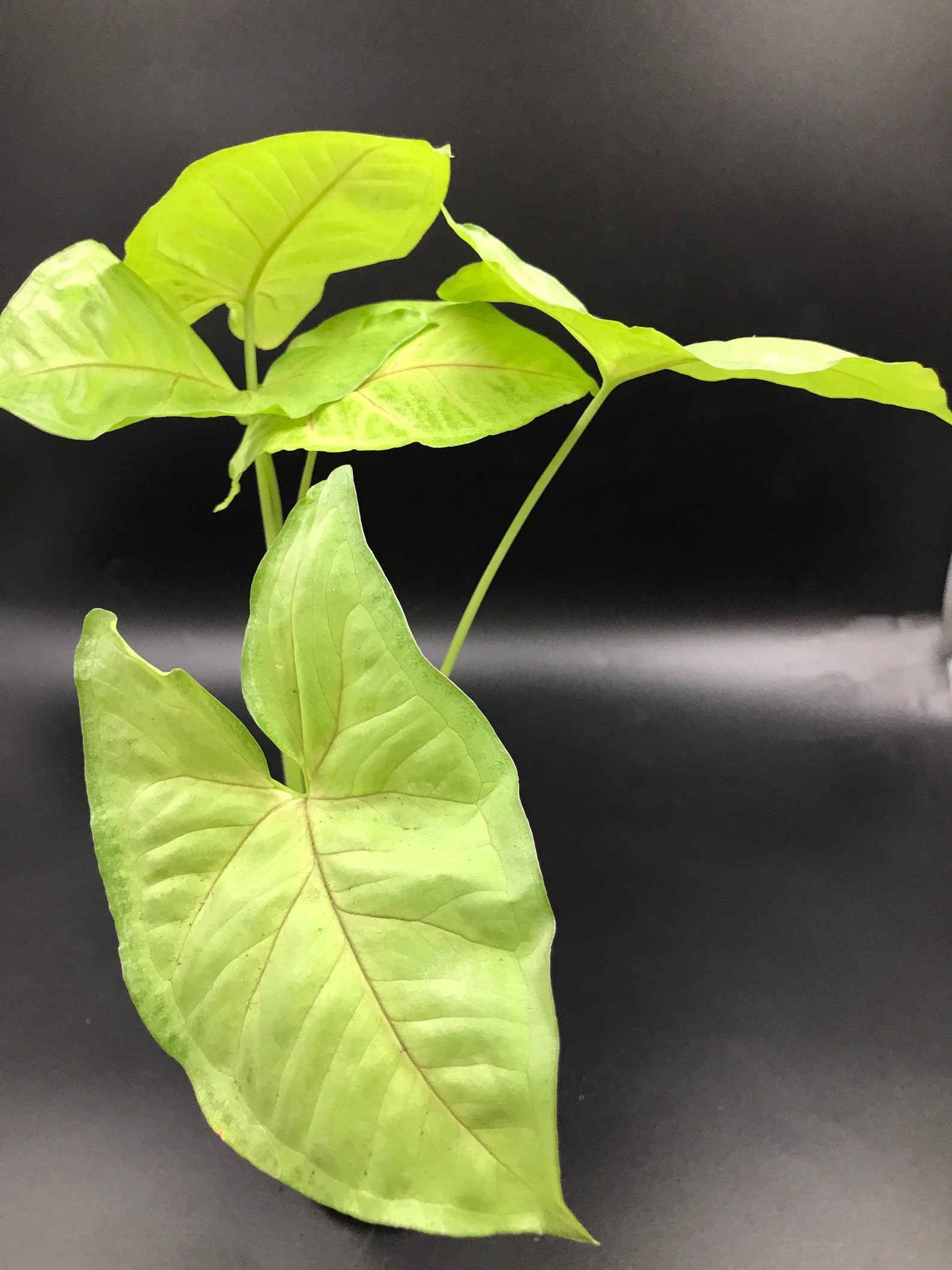 Syngonium Podophyllum Gold Allusion | Etsy