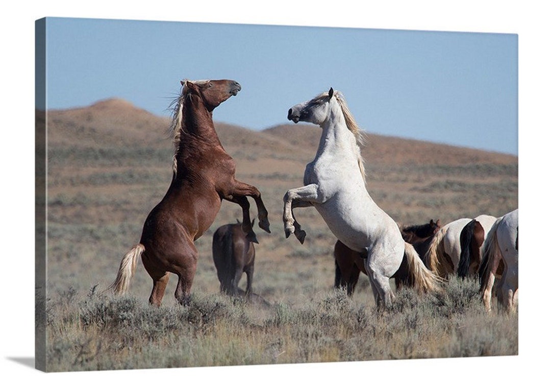 Dueling Stallions Canvas Wrap David Lawrence Photography - Etsy