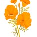 California Poppy Art, California Poppy Print, California State Flower ...