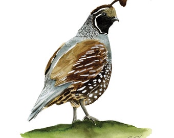 Valley Quail Clipart Image