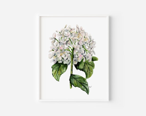 White Hydrangea Watercolor Print 8x10 Hydrangea Art Print - Etsy