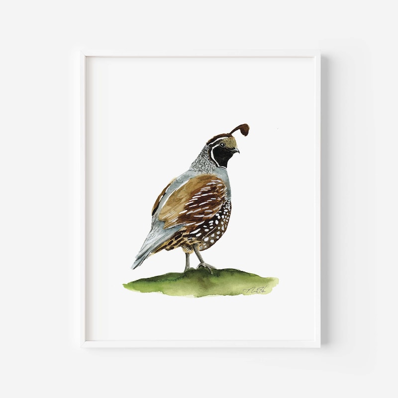 Quail Art - Etsy