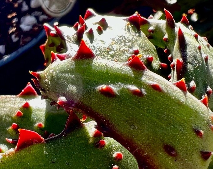 Aloe Castilloniae 6/1 Gallon, Dragon Aloe, Rare Succulent, Rare Aloe ...