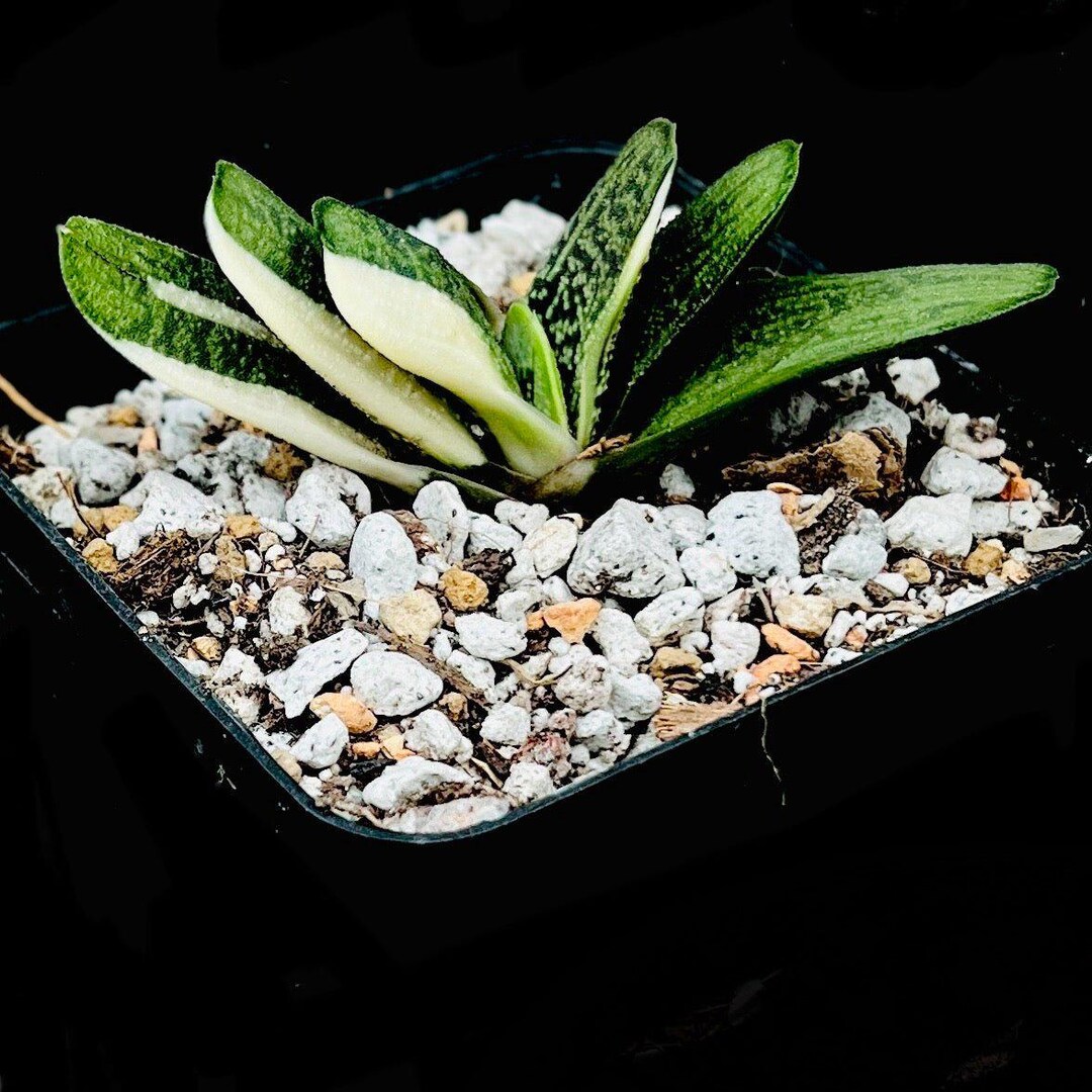 Gasteria Little Warty Variegated 4 Pot Ox Tongue Succulent - Etsy