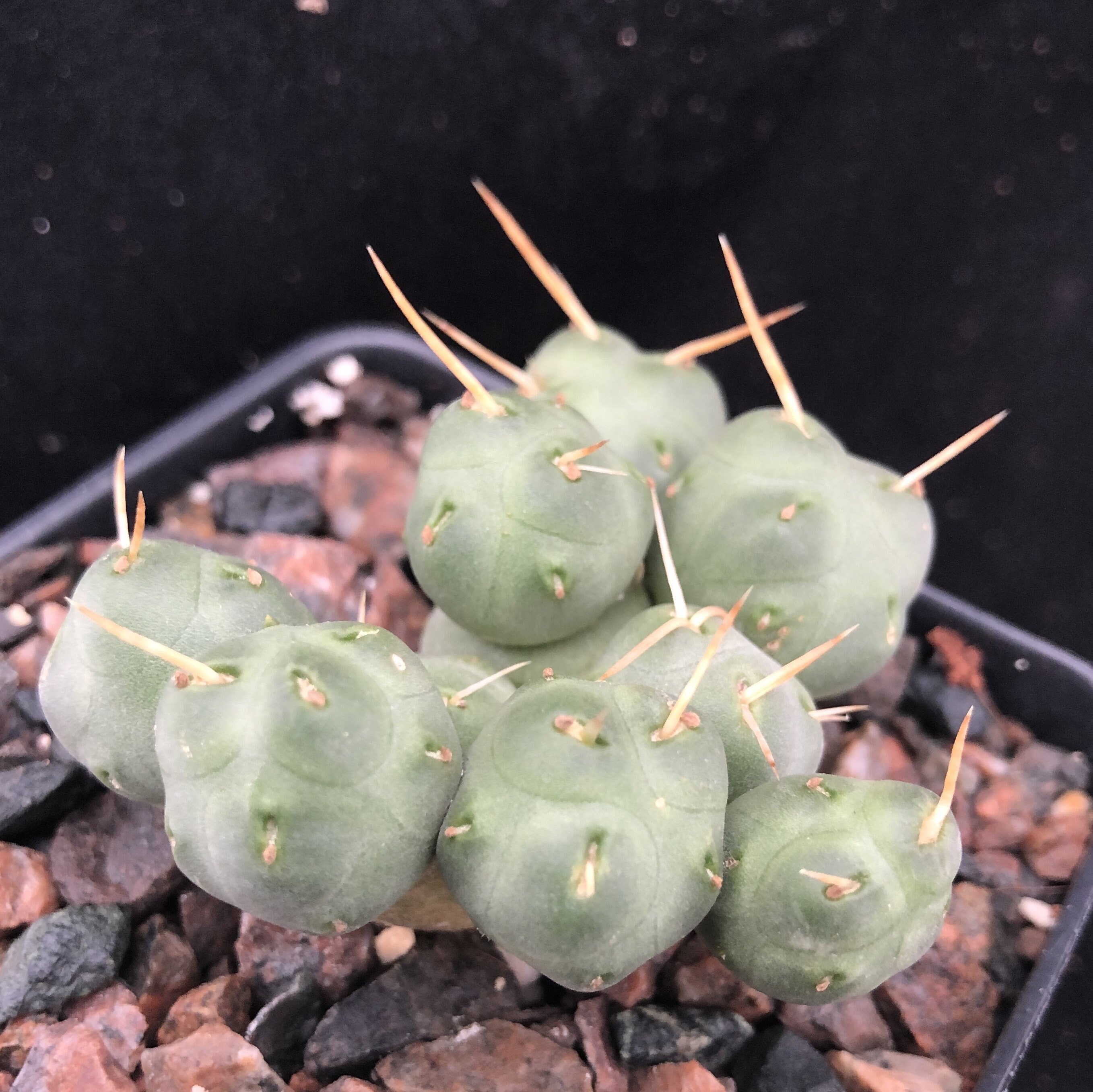 Puna Subterranea Cactus Opuntia Enano Tipo De Chumbilla Etsy puna-subterranea-cactus-opuntia-enano-tipo-de-chumbilla-etsy