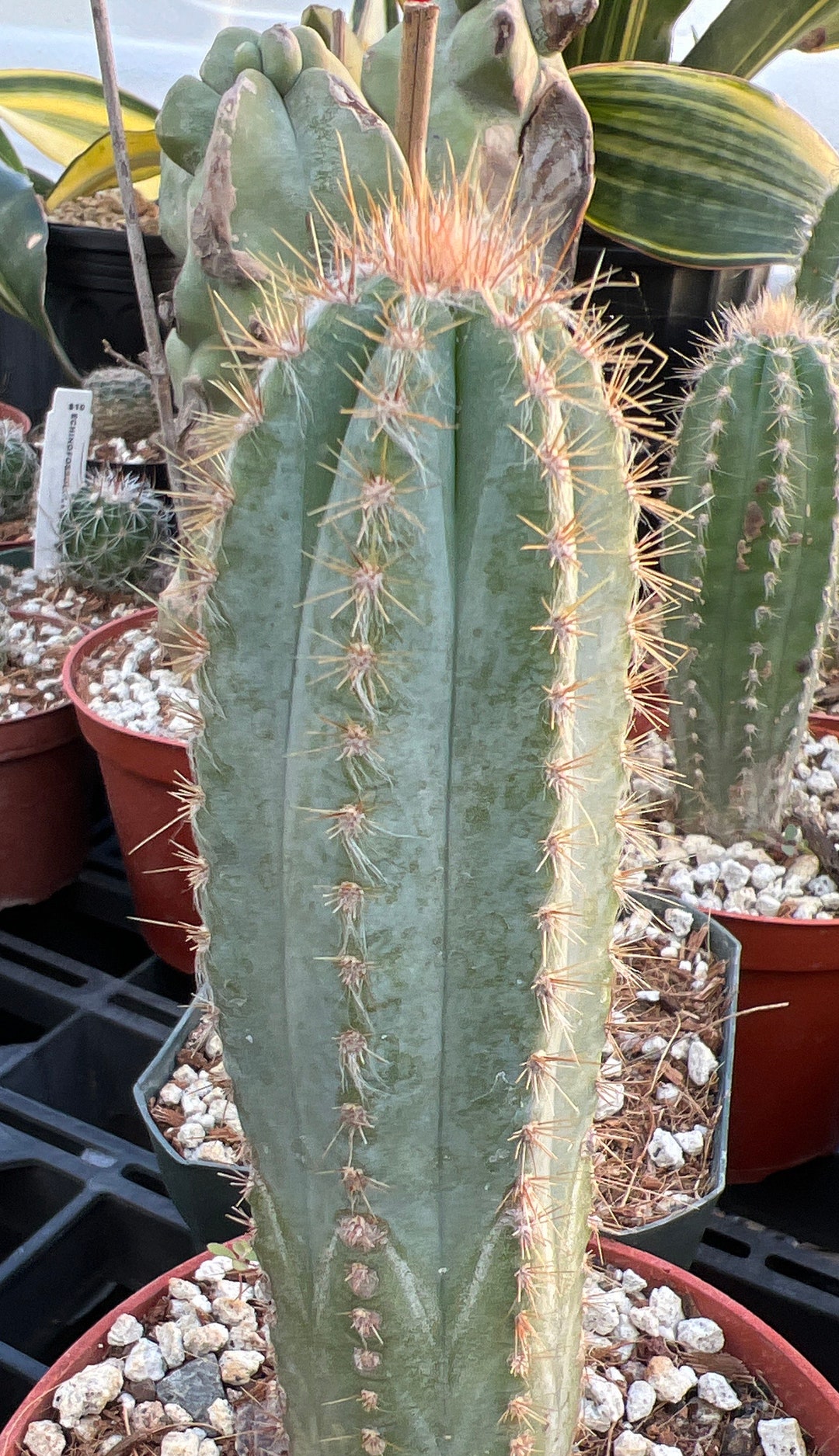 Pilosocereus Azureus 4, Blue Torch Cactus, Rare Succulent 4 Inch Pot ...