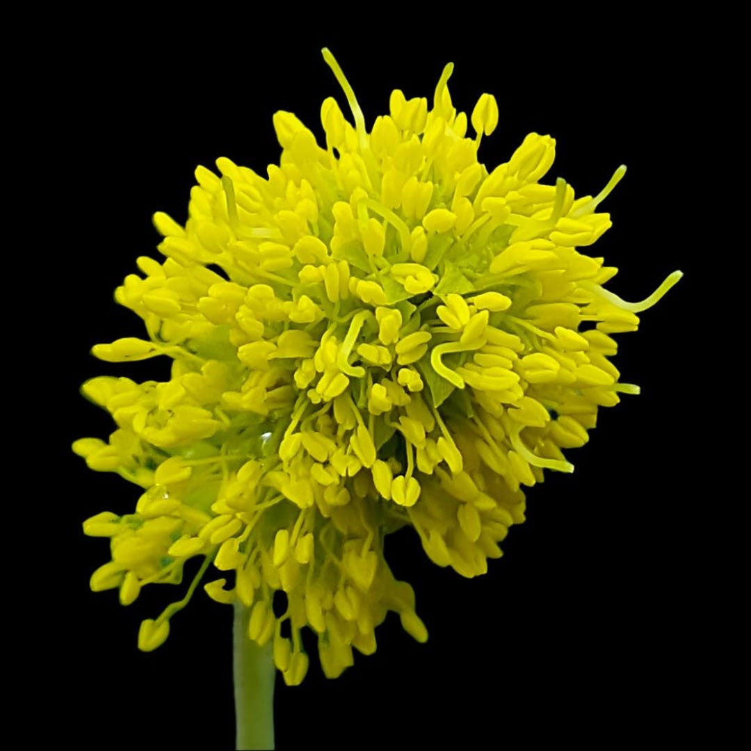 Tropical Puff Neptunia Pubescens Rare Florida Native Groundcover - Etsy