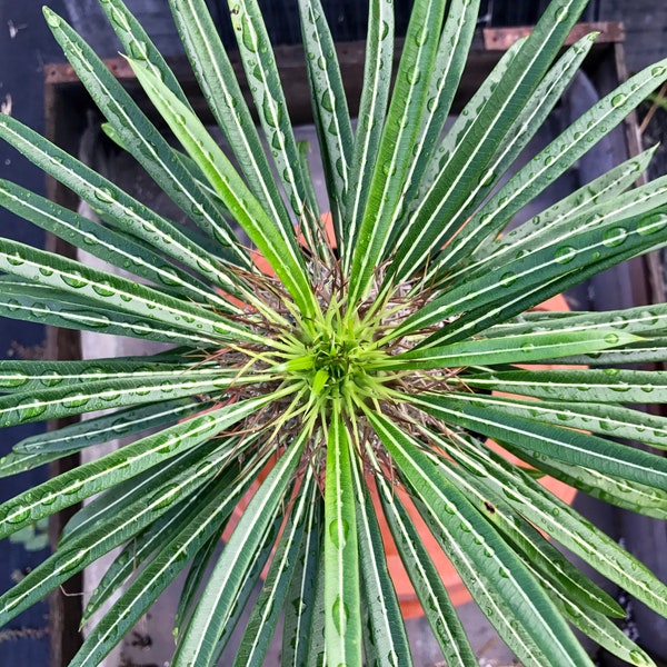 Madagascar Palm - Etsy