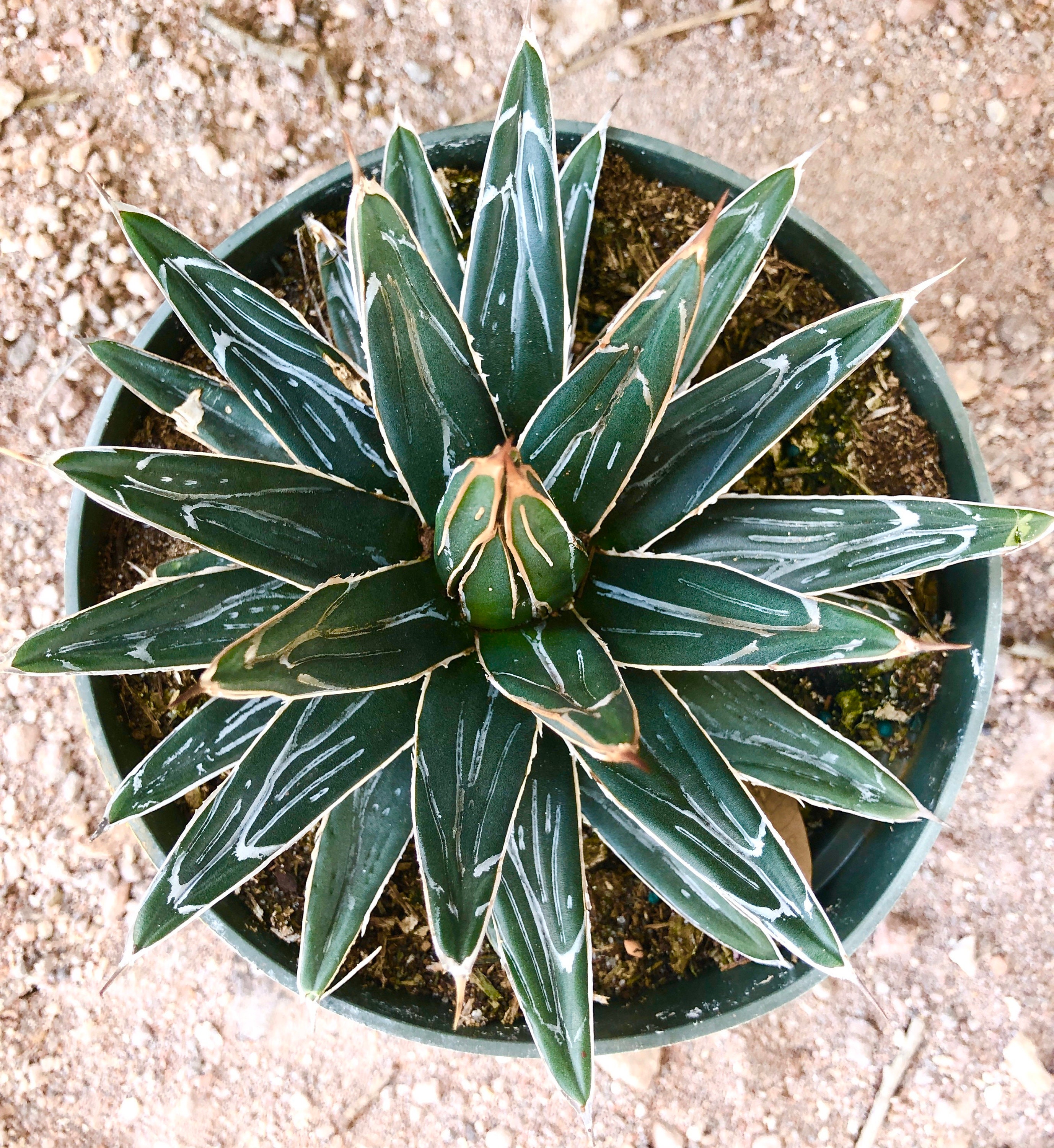 Agave Victoriae-reginae 'Compacta' 3 Pot Home & Living Succulents ...