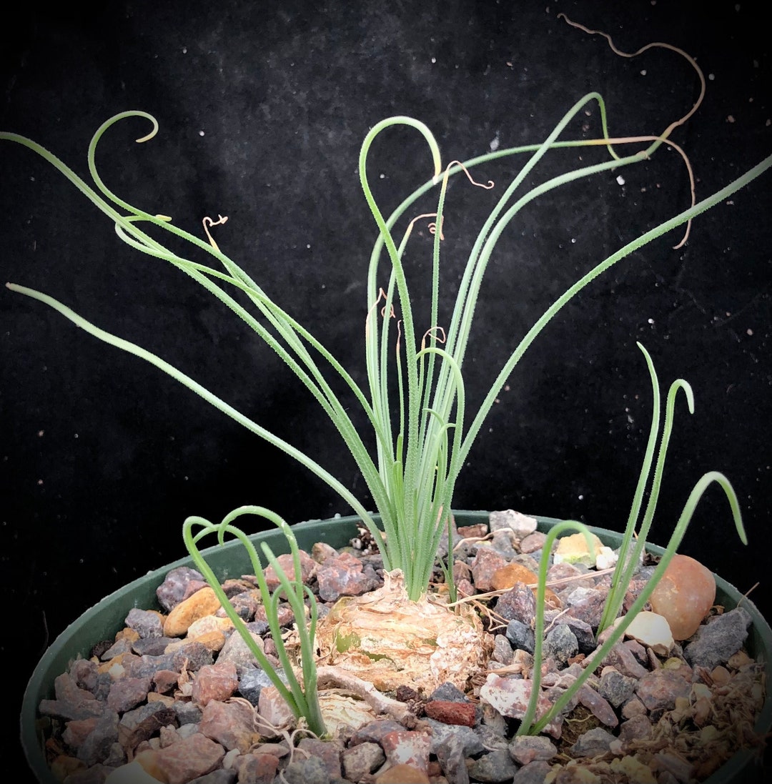 Albuca Namaquamensis 4 Pots South African Bulb - Etsy