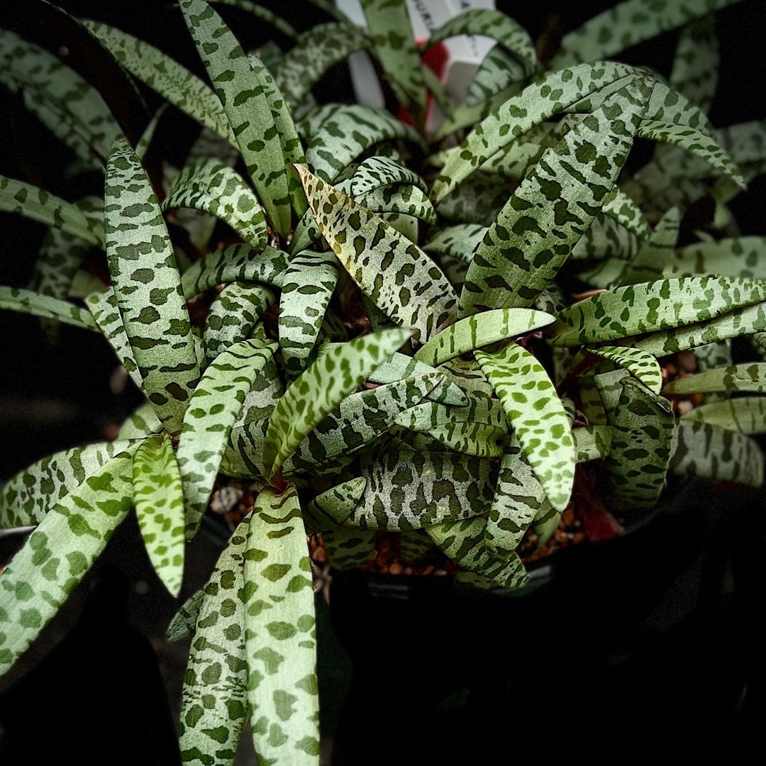Ledebouria Socialis 4, African Bulb, Spotted Foliage, White Flowers ...