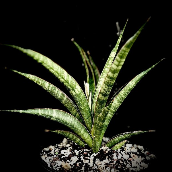 Jaboa Snake Plant - Etsy