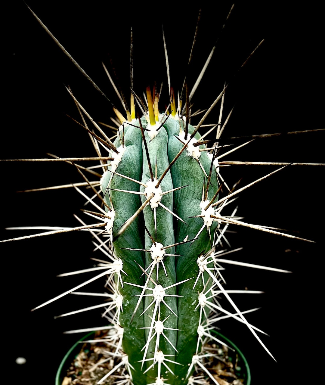 Stetsonia Coryne Toothpick Cactus Large Tree Cactus Mexican - Etsy