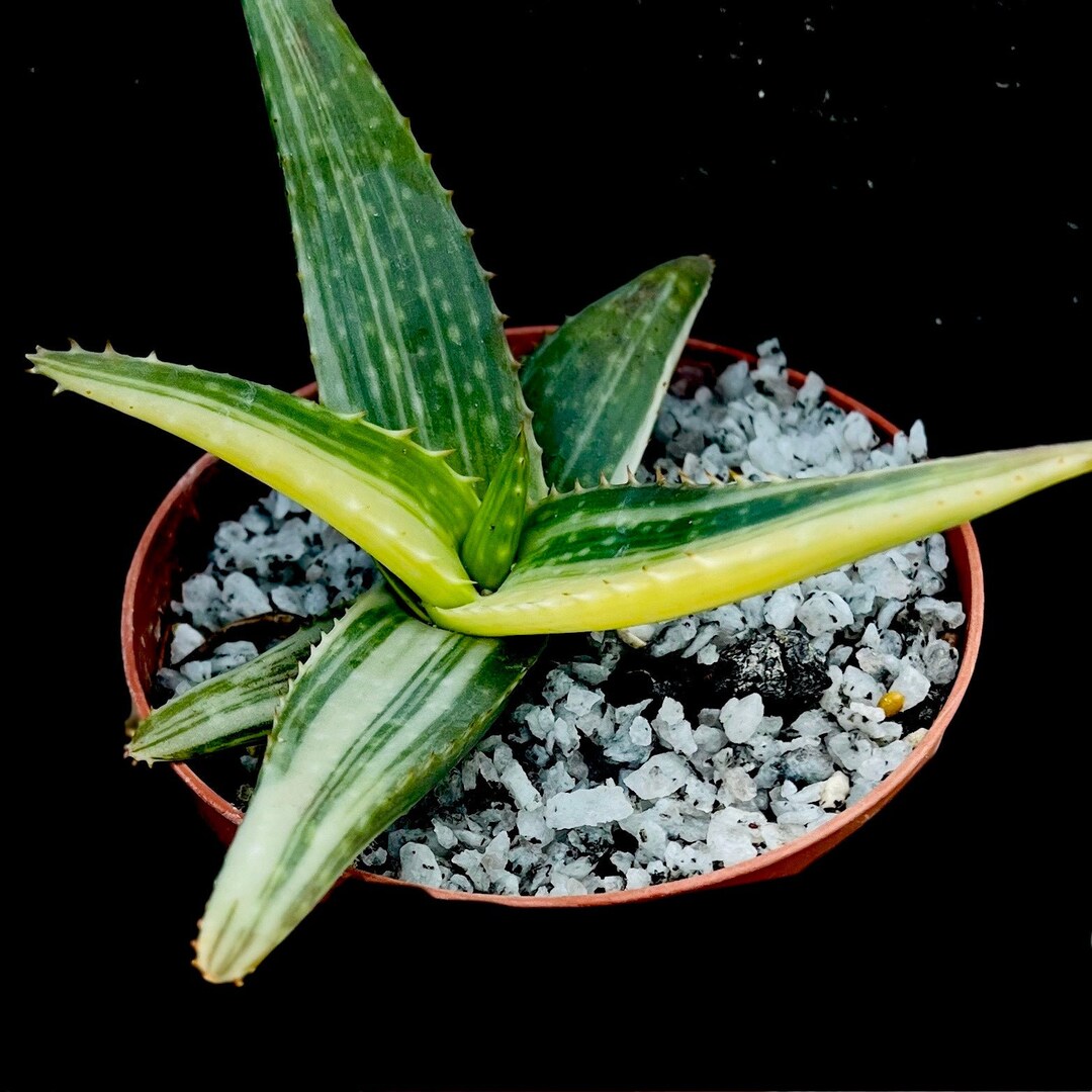 Aloe Maculata Variegated Tiger Taffy Rare Variegated Aloe Hybrid - Etsy