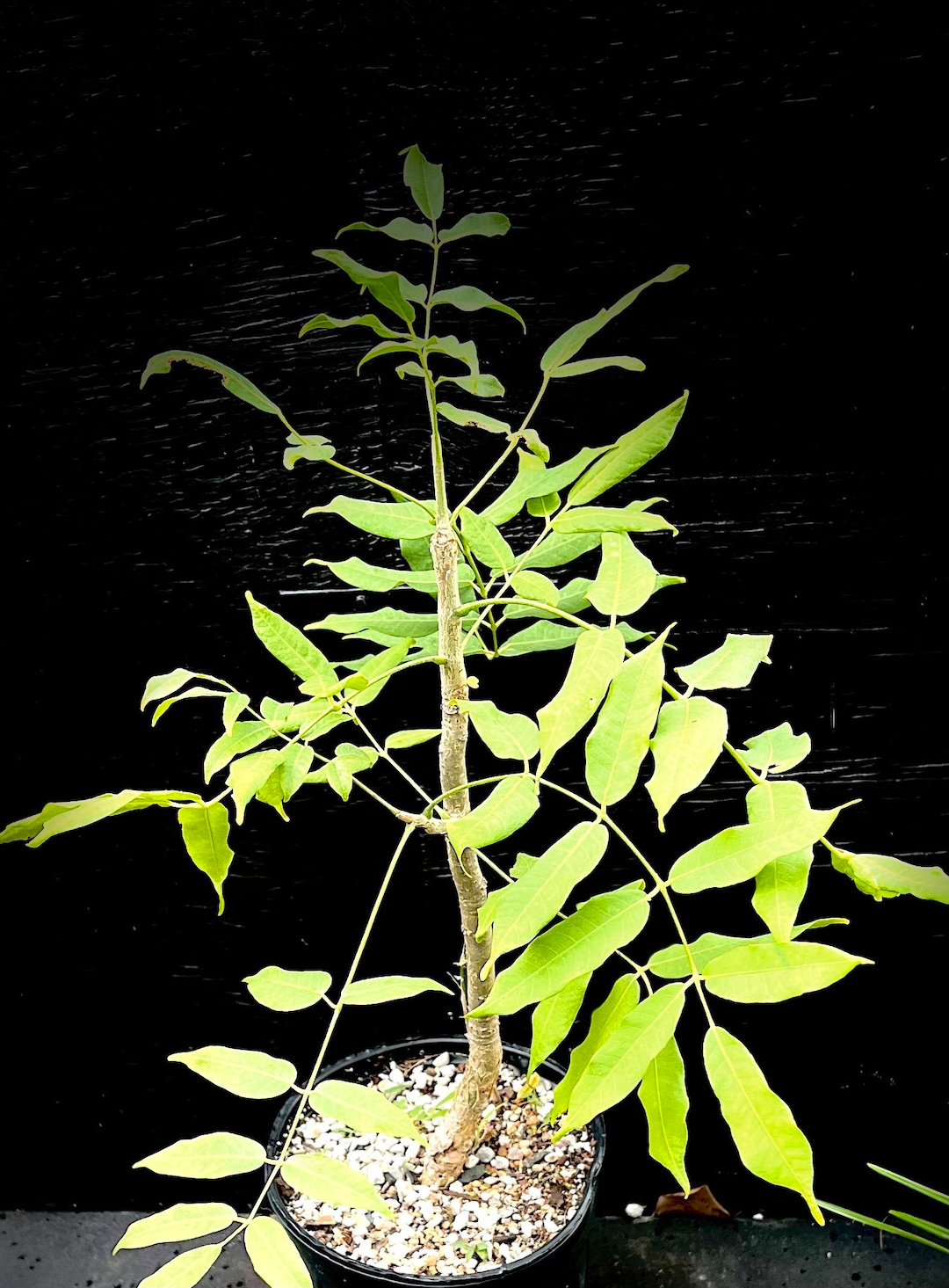 Commiphora Aprevalii, Rare Bonsai Tree, Madagascar Tree, Guggul Resin ...