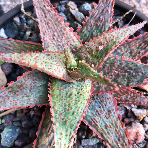 Rare Hybrid Plant - Etsy