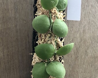 String of Nickels - Etsy