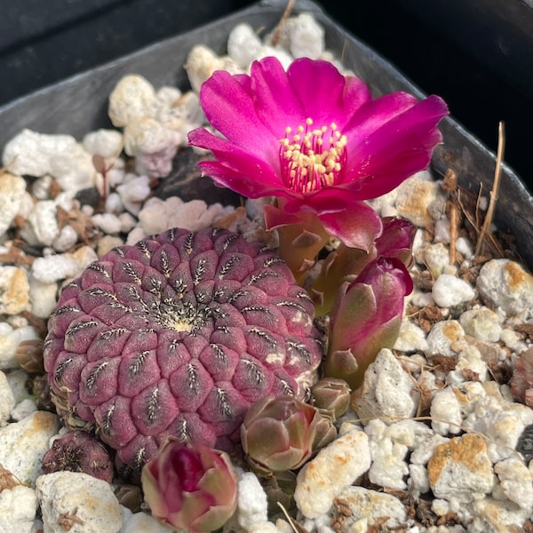 Purple Cactus - Etsy