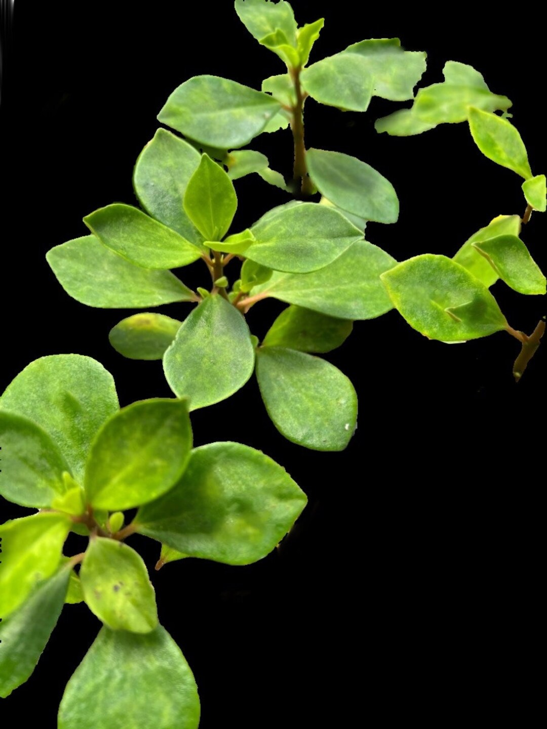 Peperomia Humilis RARE Florida Native Succulent/ Epiphyte House Plant ...