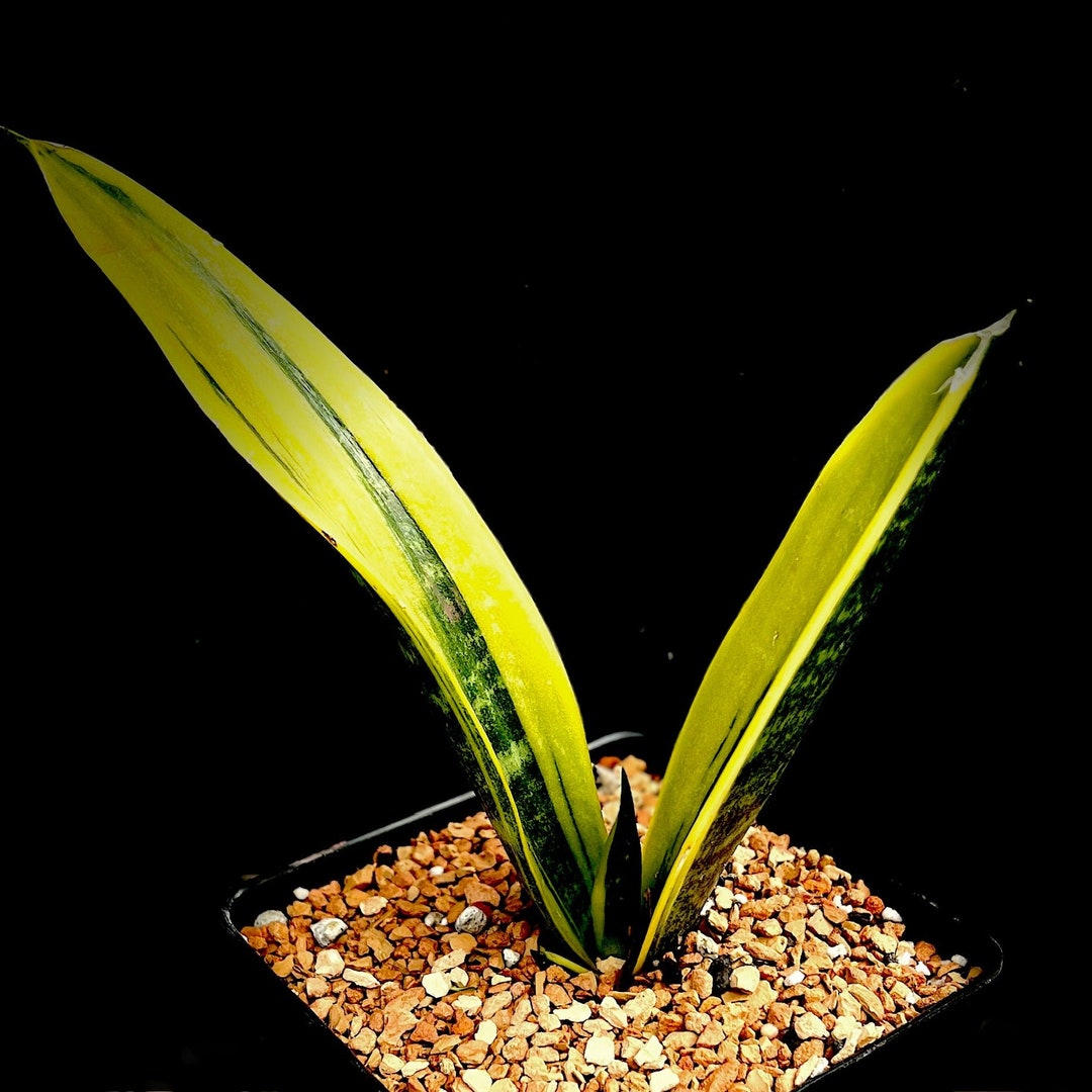 Sansevieria Trifasciata Gold Flame Variegated 6 - Etsy