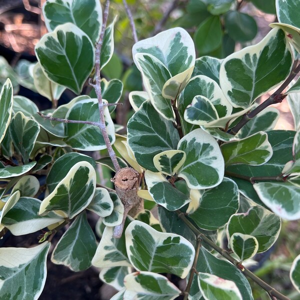 Ficus Triangularis Variegated - Etsy
