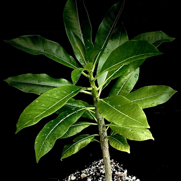 Madagascar Palm - Etsy