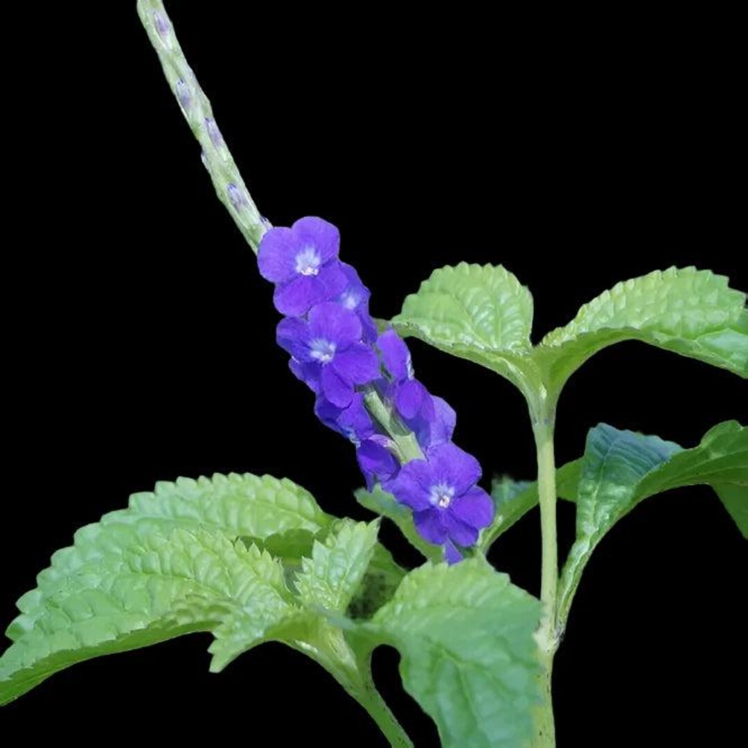 Blue Porterweed Stachytarpheta Jamaicensis the REAL Porterweed Florida ...