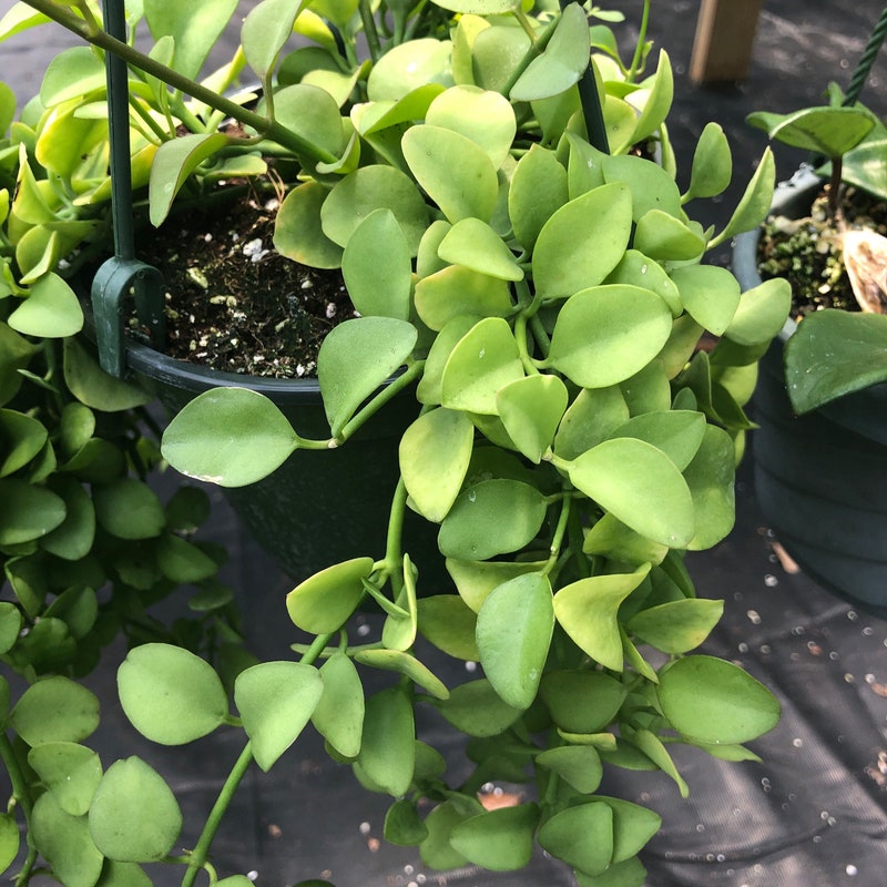 String of Nickels - Etsy