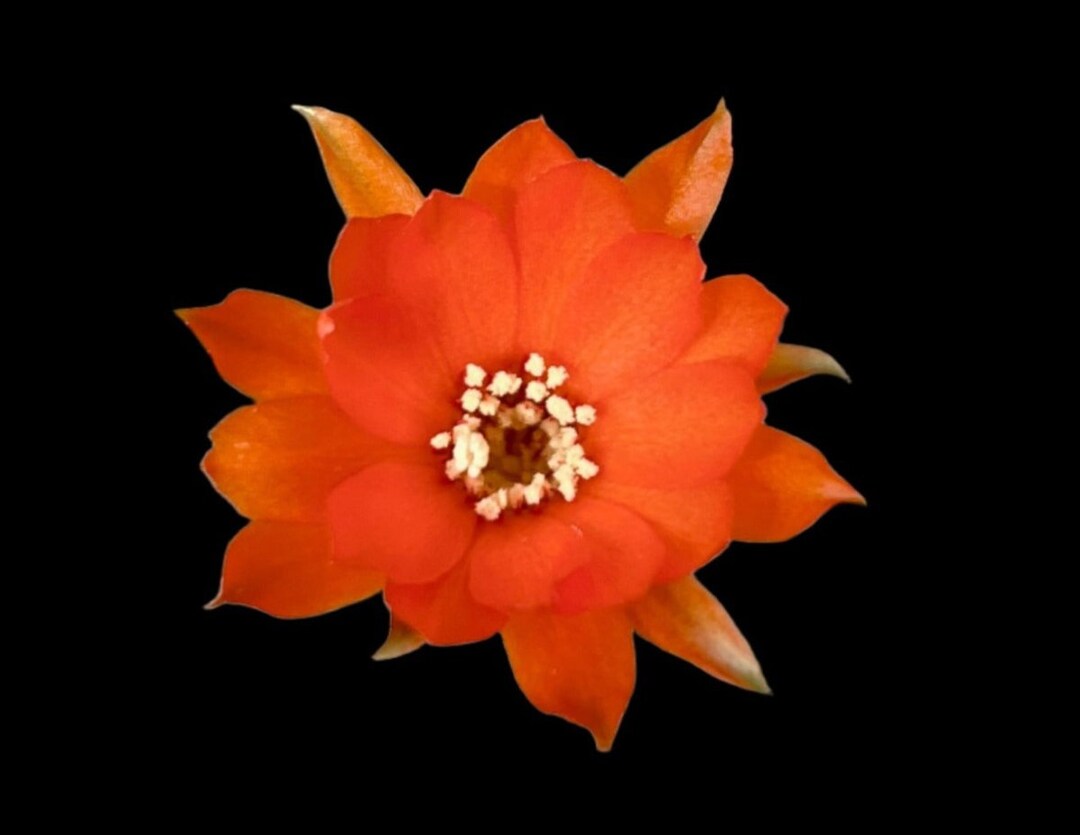 Echinopsis Chamaecereus Dwarf Peanut Cactus, Orange Flowers, Gummy ...