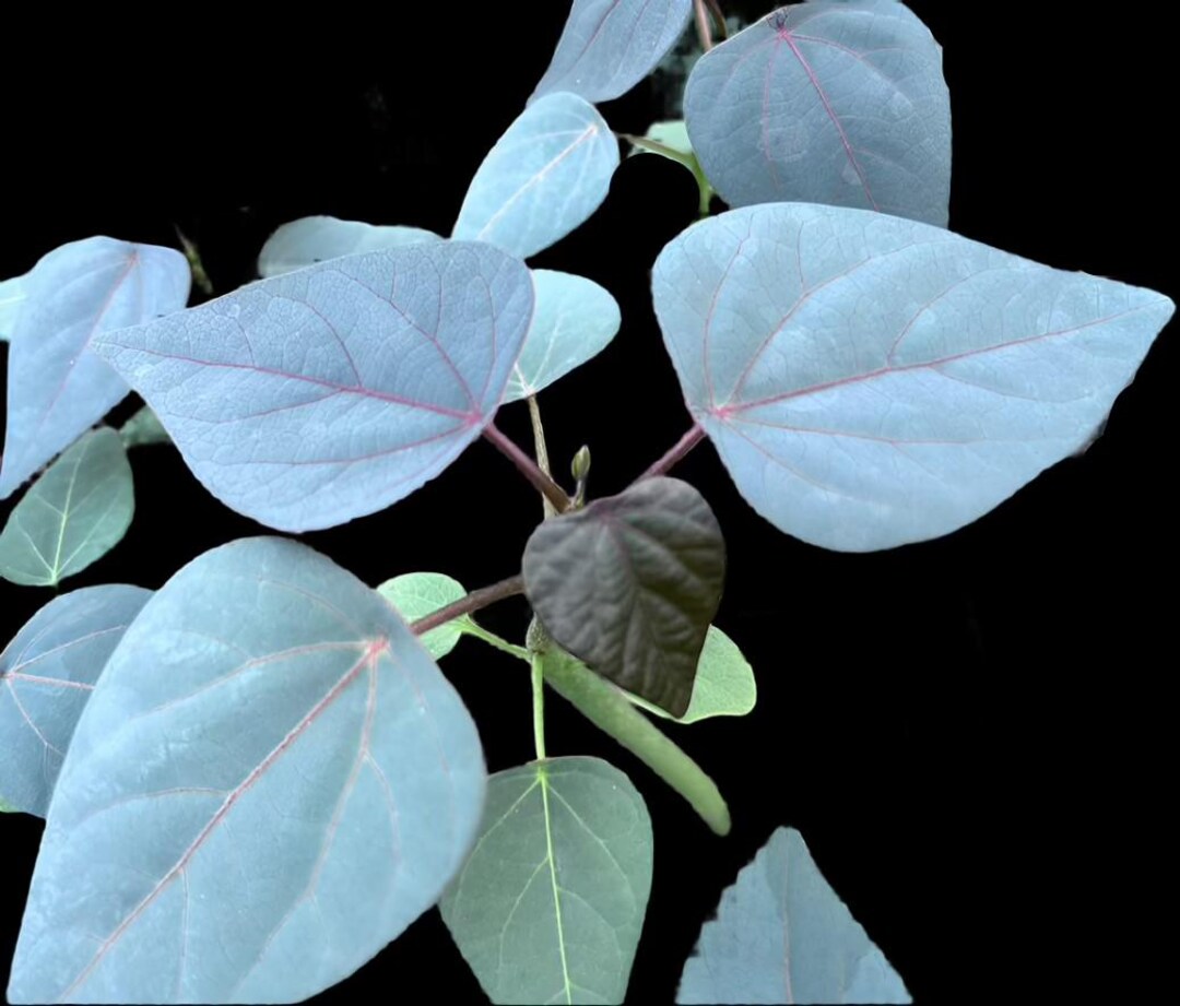 Adenia Stylosa Seed Grown Black Leaf Adenia Caudex Plant Succulent ...
