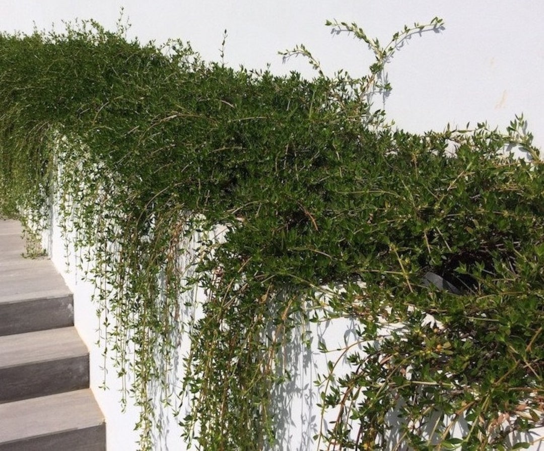 Golden Beach Creeper Ernodea Littoralis Salt Tolerant Florida Native ...