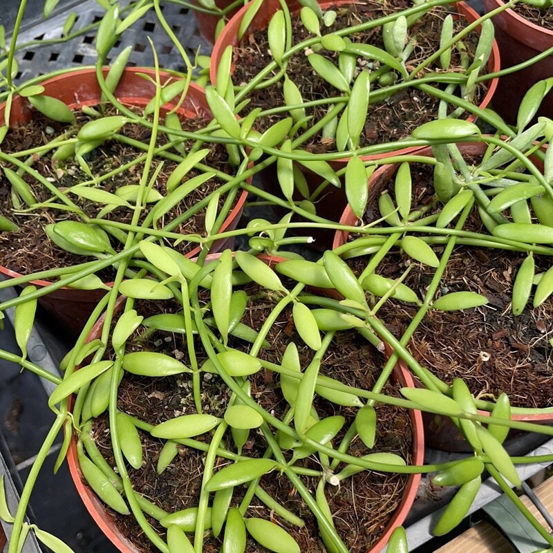 String of Nickels - Etsy