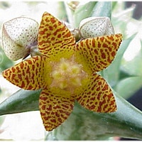Stapelia - Etsy