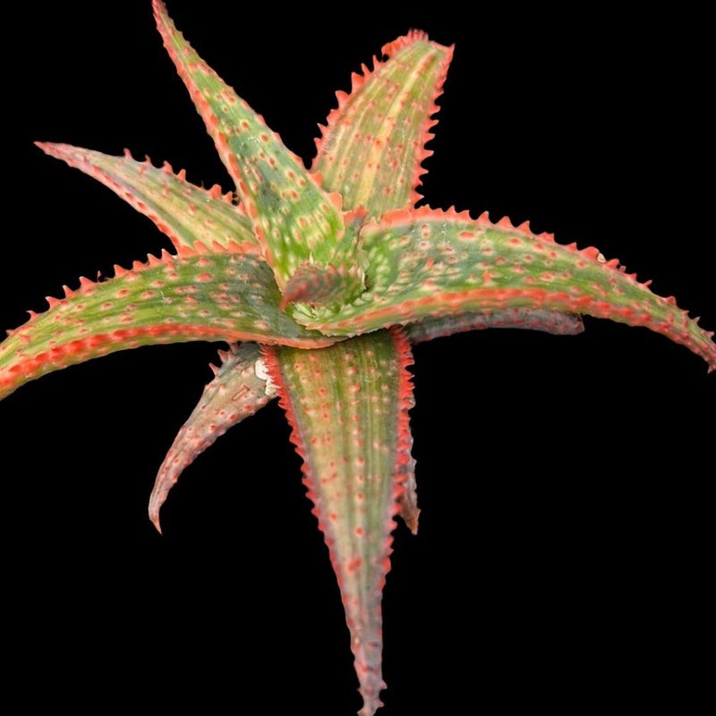 Aloe Hybrid - Etsy
