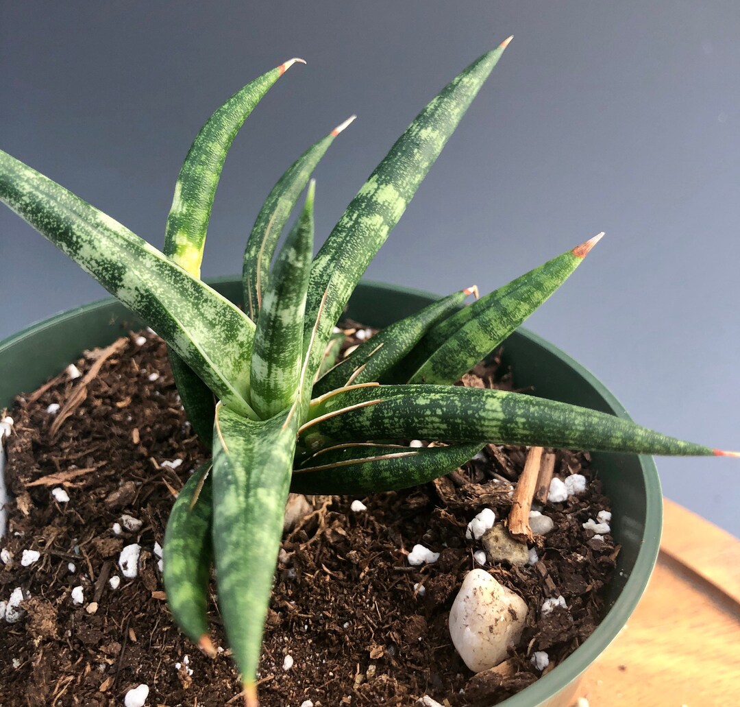Sansevieria Ballyi Minnie 5 - Etsy