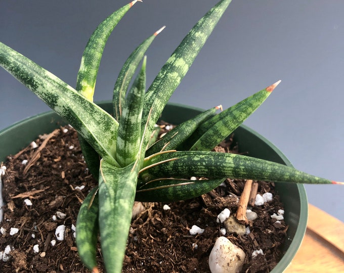Sansevieria Ballyi Minnie 5 - Etsy