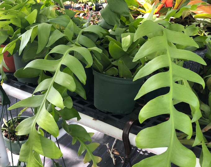 Epiphyllum syn Selenicereus Chrysocardium, Disocactus Chrysocardium ...