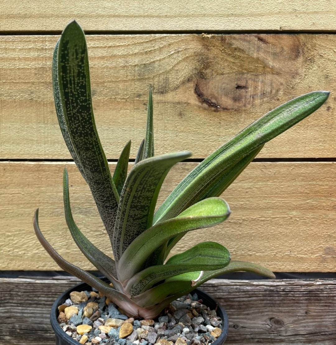 Gasteria Cv Little Warty 4, Fairy Garden Succulent, Dwarf Succulent ...