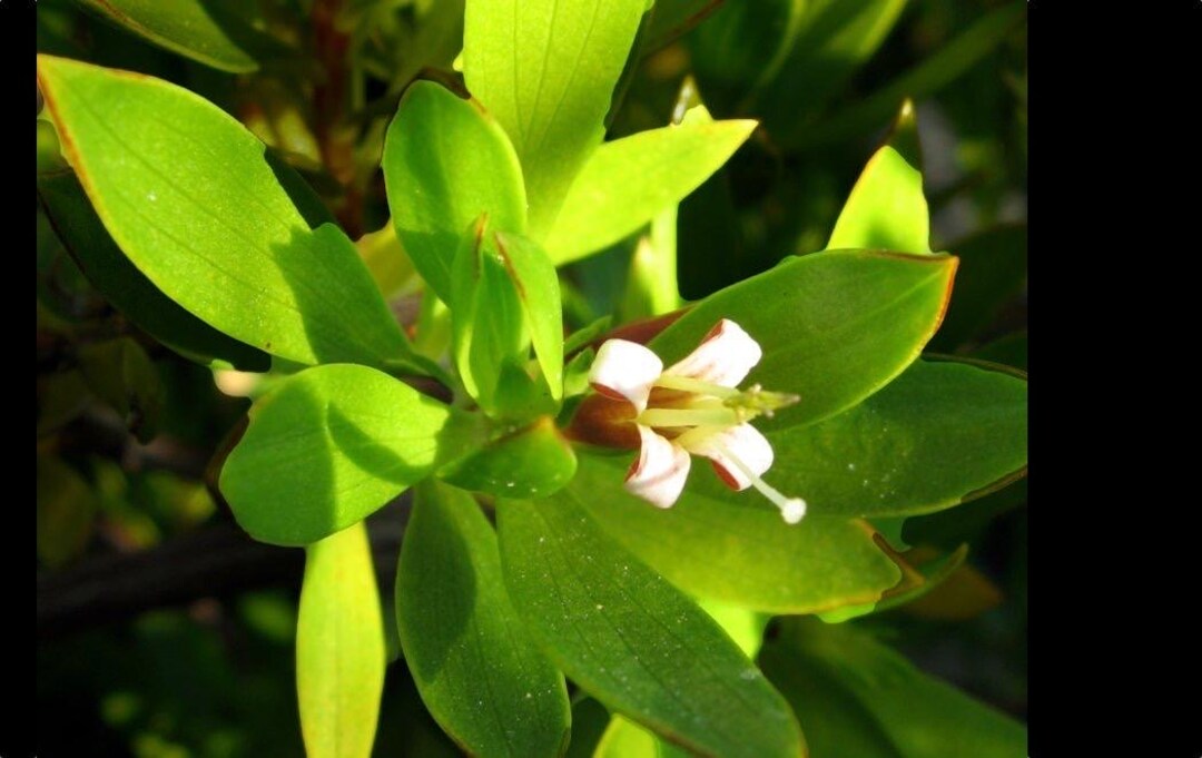 Golden Beach Creeper Ernodea Littoralis Salt Tolerant Florida Native ...