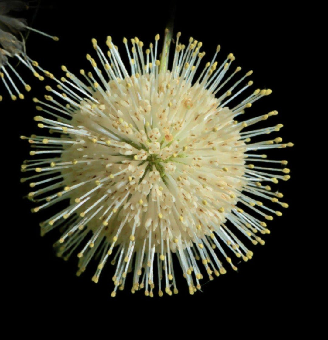 Buttonbush Cephalanthus Occidentalis Florida Native Tree - Etsy