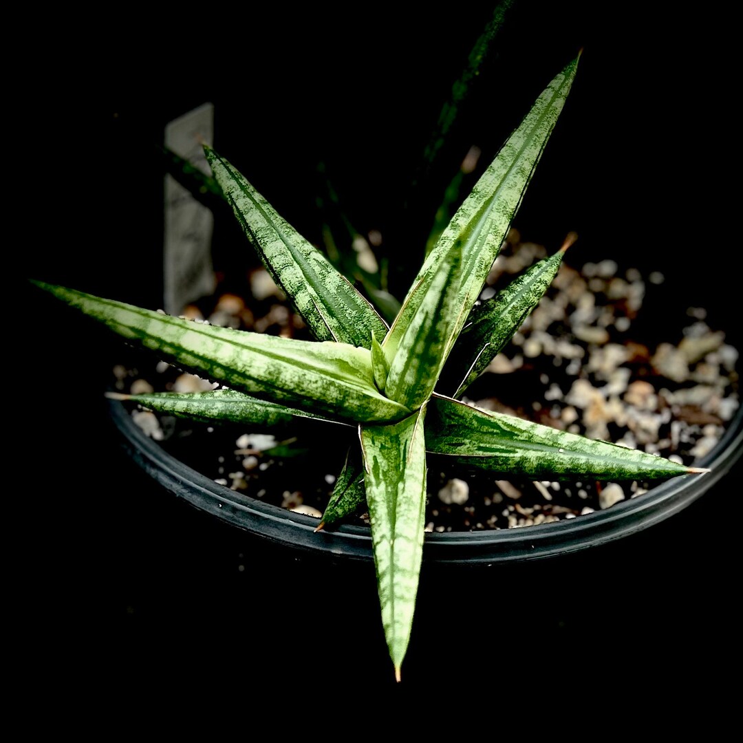 Sansevieria Ballyi Cv 'star' Snake Plant Rare - Etsy