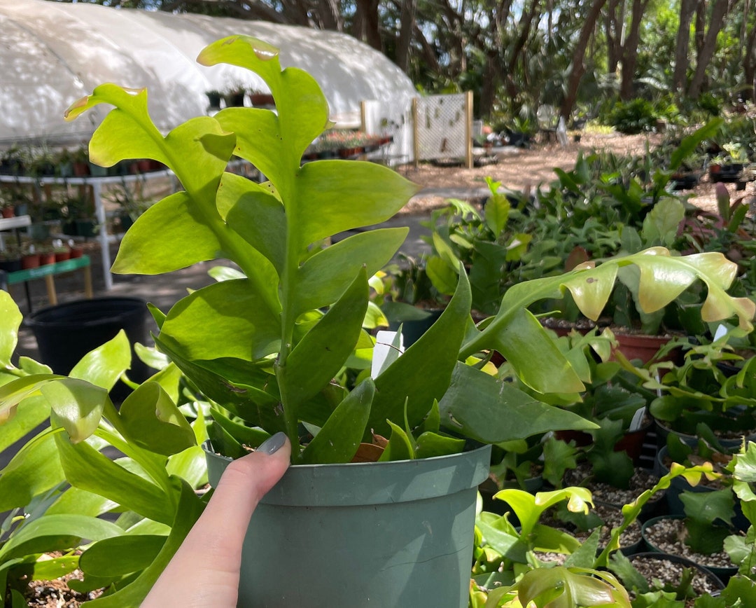 Epiphyllum syn Selenicereus Chrysocardium, Disocactus Chrysocardium ...
