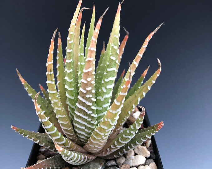 Haworthia Attenuata Grey Ghost Fairy Garden Succulent Small - Etsy