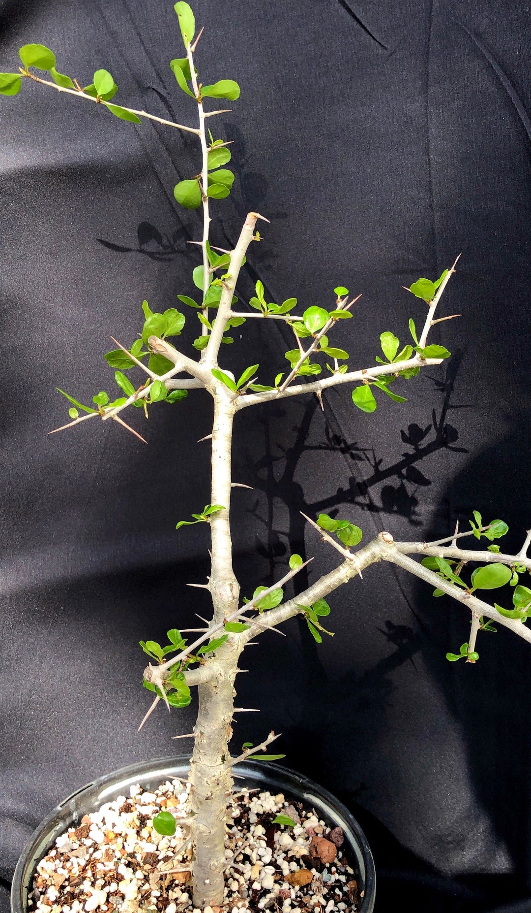 Commiphora Simplicifolia 1 Gallon - Etsy