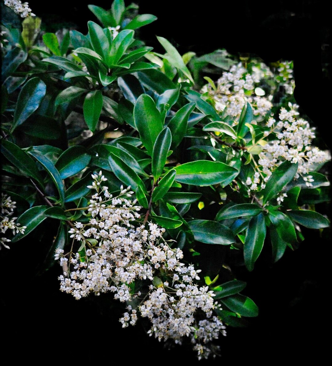 Marlberry Ardisia Escallonioides Florida Native Flowering Shrub Edible ...